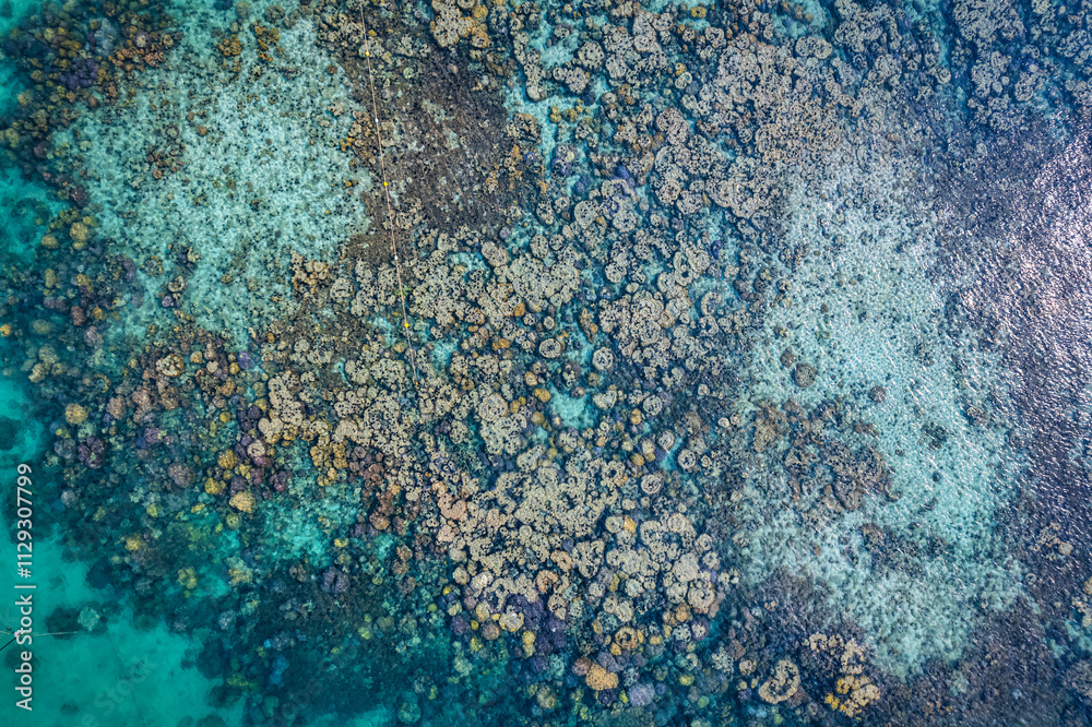 Colourful coral reef and coral bleaching ecosystem with diverse marine ...