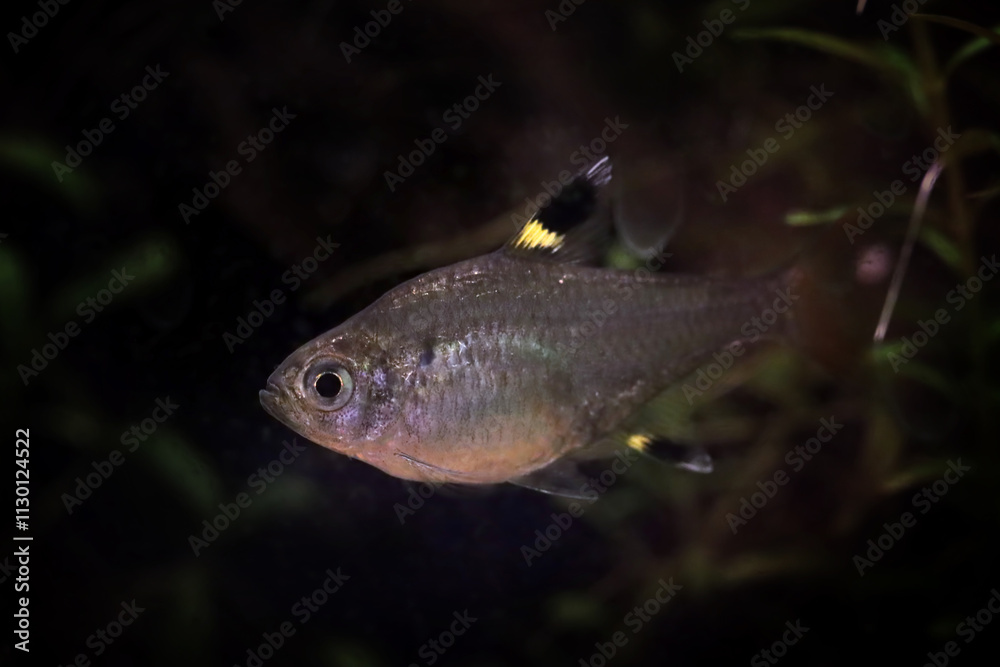 Serpae tetra fish is also known as the red minor tetra, Jewel tetra or ...