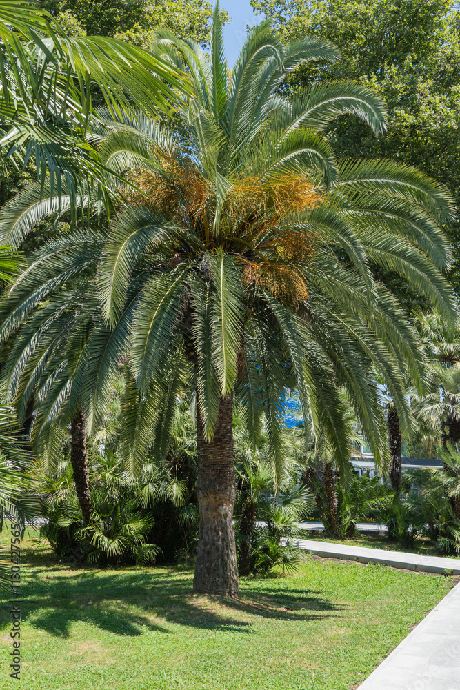 Phoenix Hybrida Hort with luxurious leaves grows in park among ...