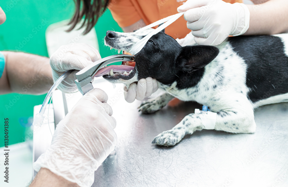 Veterinary staff perform an intubation procedure on a dog in a modern ...