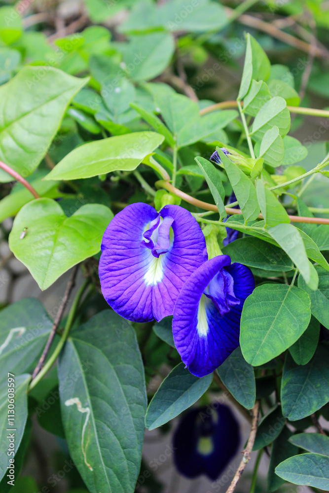 Butterfly pea flowers,clitoria ternatea,Asian pigeonwings purple ...