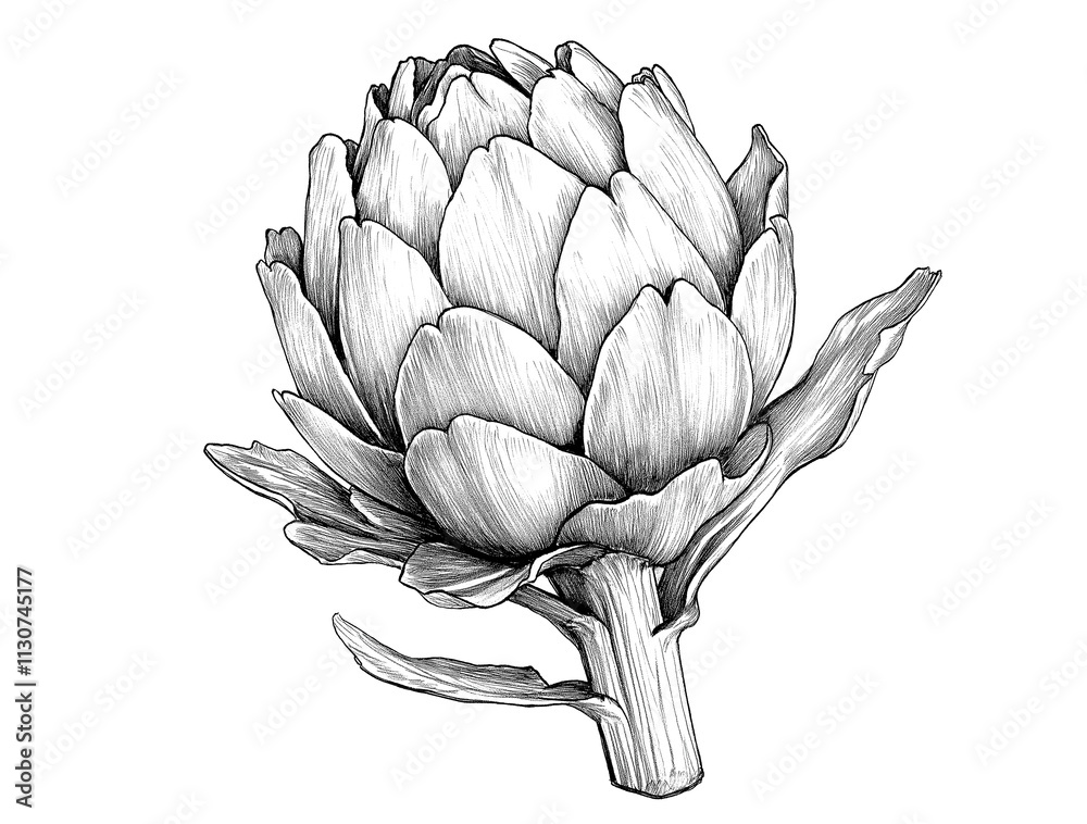 Artichoke, organic vegetable, sketch. Vintage retro print, artichoke ...