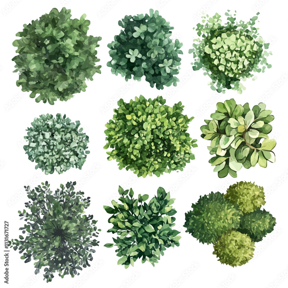 tree Illustration for Design plan Of architecture and landscape. tree top view watercolor ...