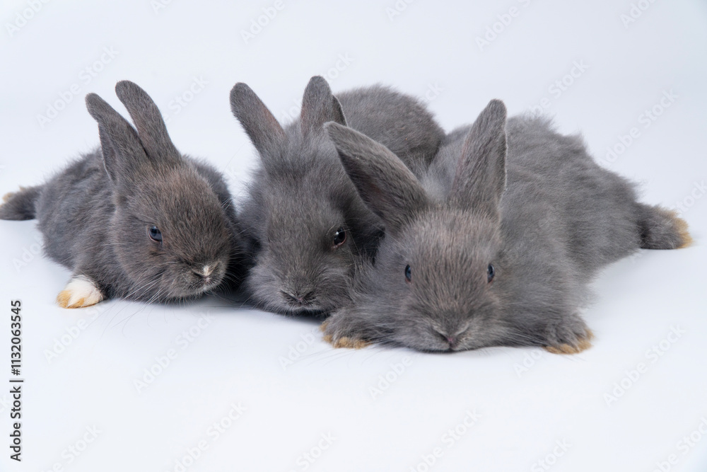 Adorable furry baby bunny rabbits sitting and lying together playful ...