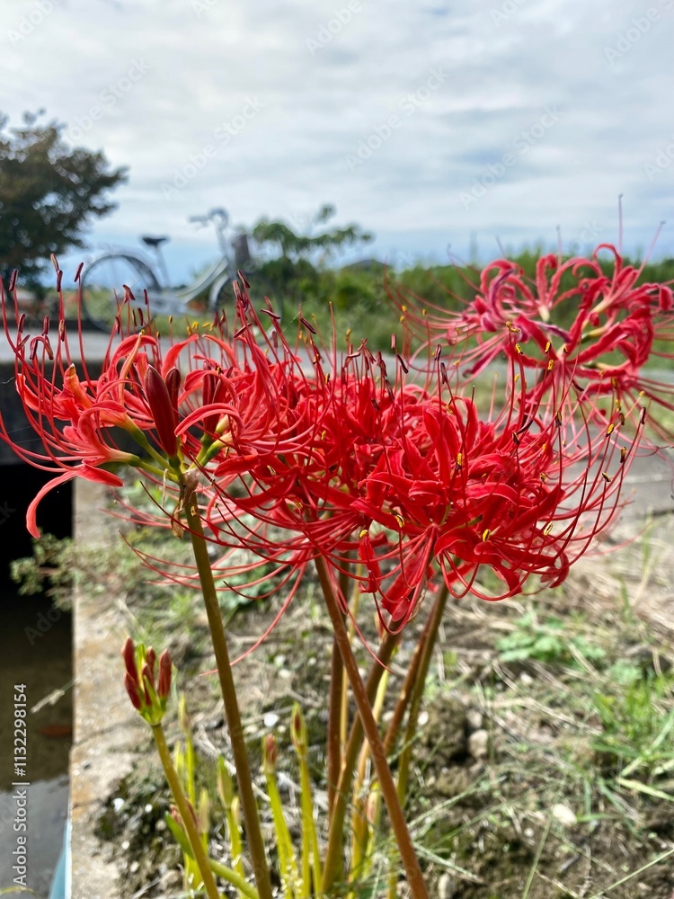 The Higanbana also known as the red spider lily, is one of Japan's most captivating and ...