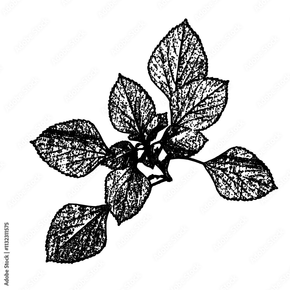 Grunge Grass Leaf Frame, Distressed Botanical Illustration, Vector Line ...