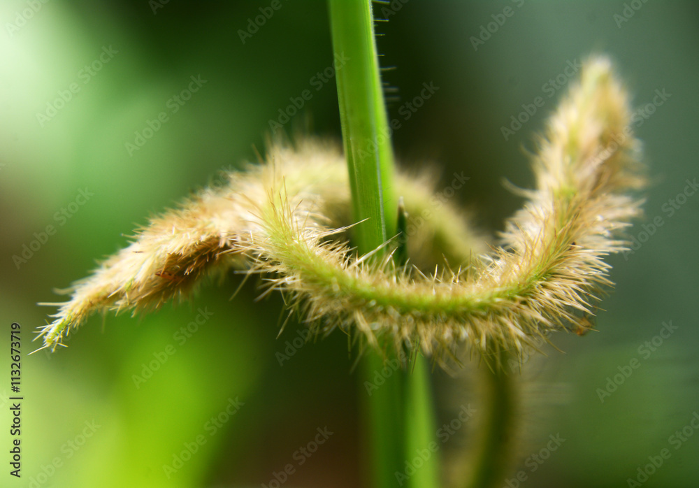 Trichomes are fine hairs that grow around the surface of the epidermal ...