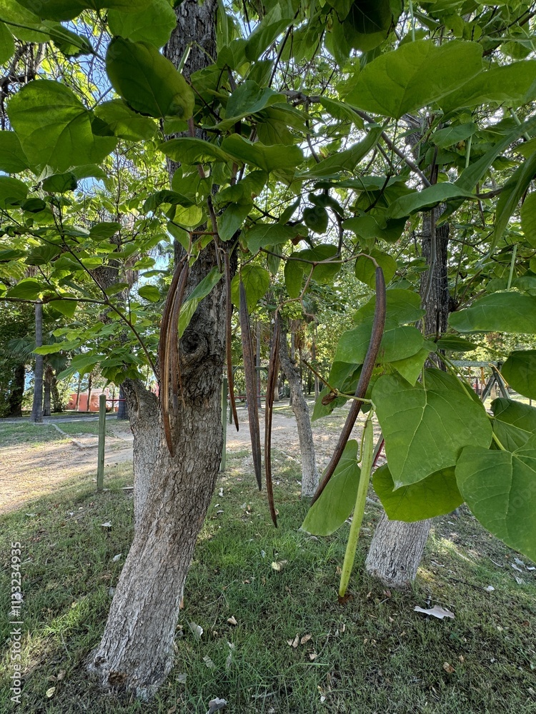 Стокове фото Catalpa bignonioides tree with thin long bean pods. Fruits ...