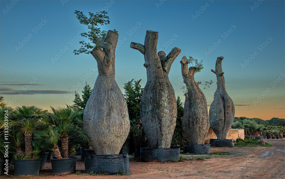 Four Baobab trees also known as the Tree of life Stock Photo | Adobe Stock