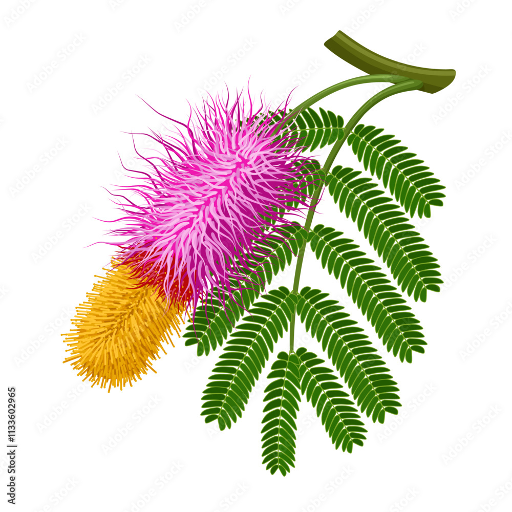 Illustration of Shami flower with leaves, also known as Persian ...