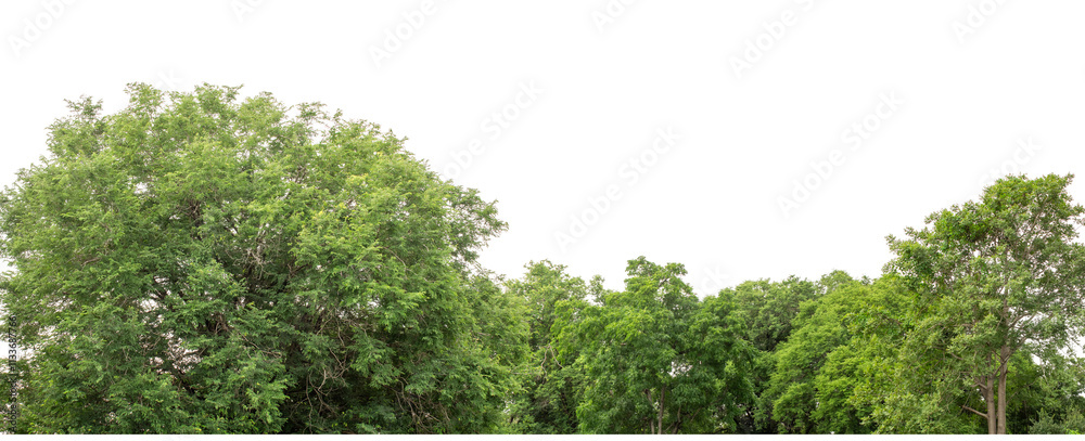 Green trees isolated are forest on transparent background.Forest and ...