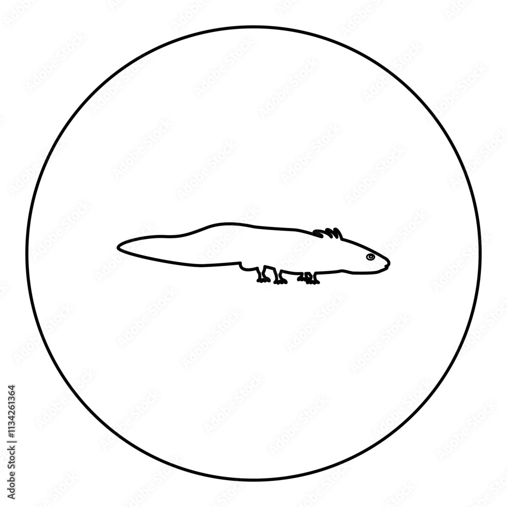 Axolotl ambystoma mexicanum view side icon in circle round black color ...