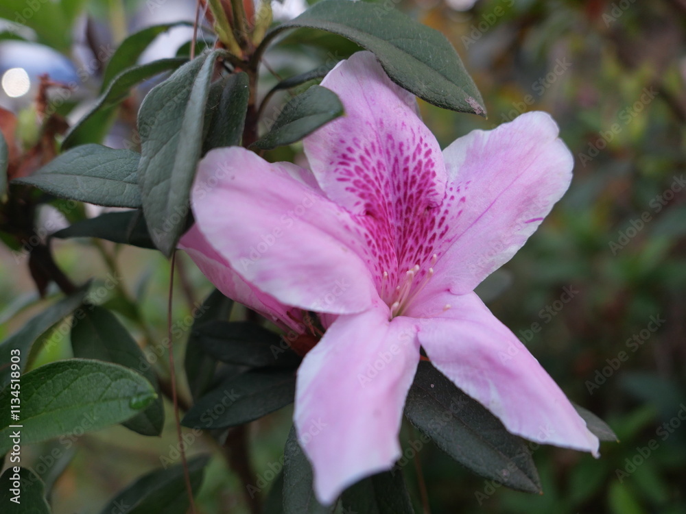 Azalea is a type of flowering plant from the Ericaceae family and the ...
