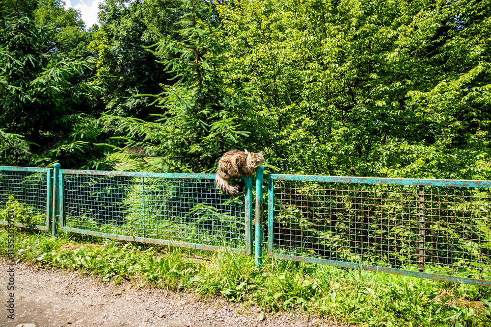fluffy, striped, yard cat on a mesh fence, sitting, summer, greenery ...