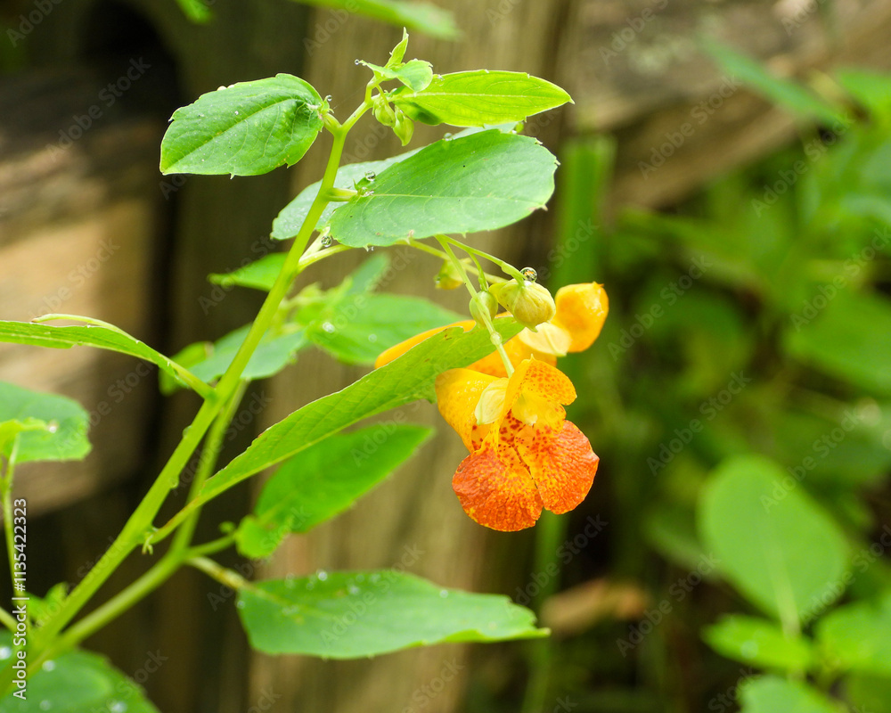 Impatiens capensis | Jewelweed | Spotted touch-me-not | Native North ...