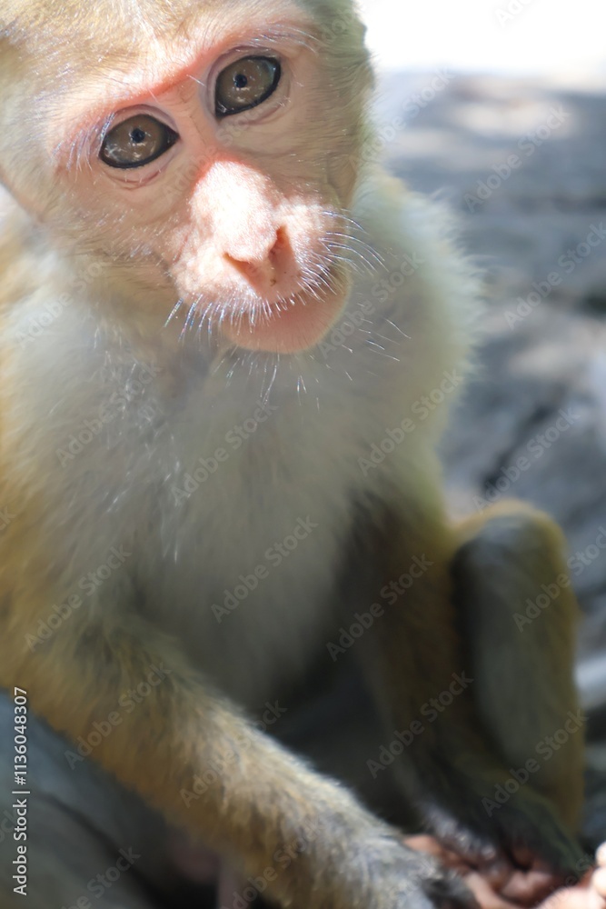 Pink face macaques looking calmy in to the camera with an innocent ...