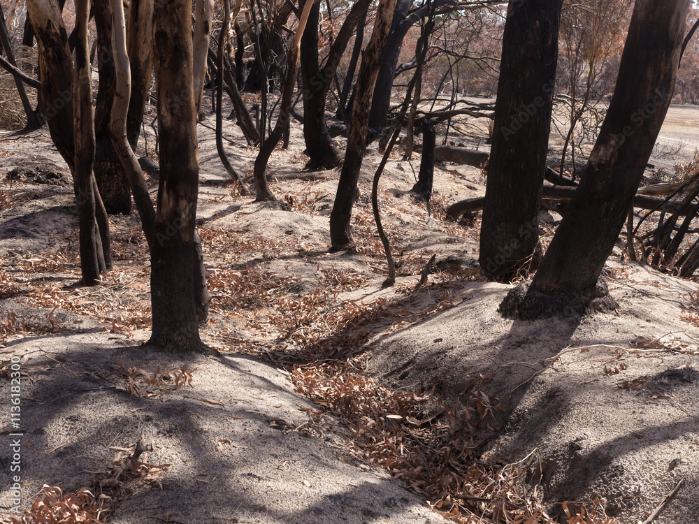 Burnt trees and ash covered ground in aftermath of devastating bushfire ...
