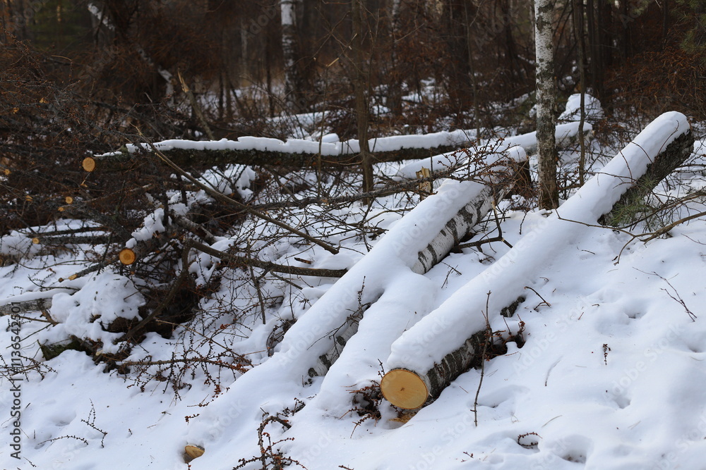 Illegal logging in the winter forest. Illegal logging is a driving ...