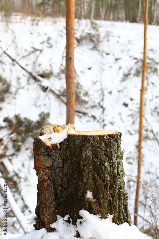 Illegal logging in the winter forest. Illegal logging is a driving ...
