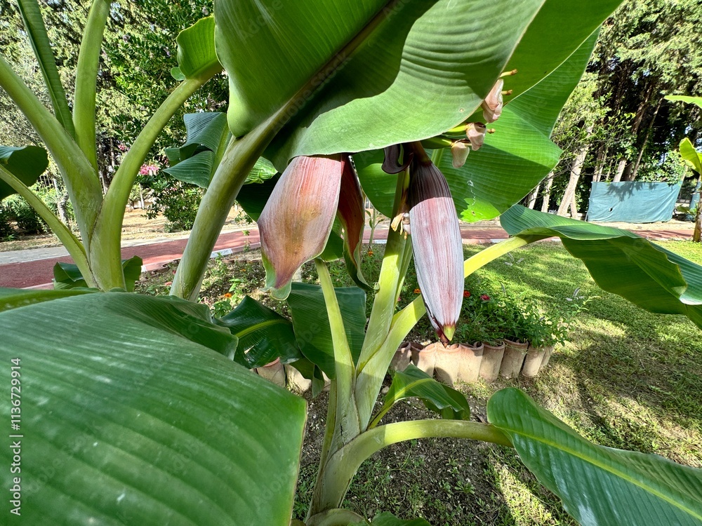 Stock-Foto „Banana flower growing on a banana tree in the garden. A ...