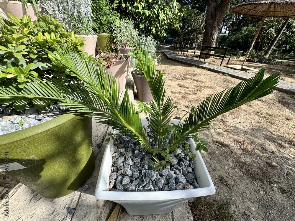 Cycas revoluta is a tropical tub plant. Cycas Revoluta with colorful ...