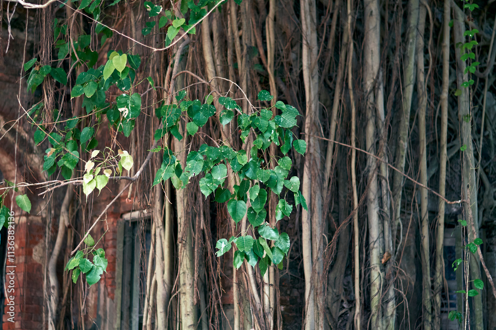 large wooden trunks of Ashvattha (Ficus religiosa or sacred fig) tree ...