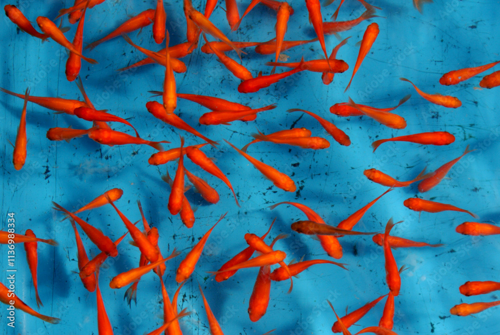 Goldfish scooping - a traditional Japanese game in which a player catch ...