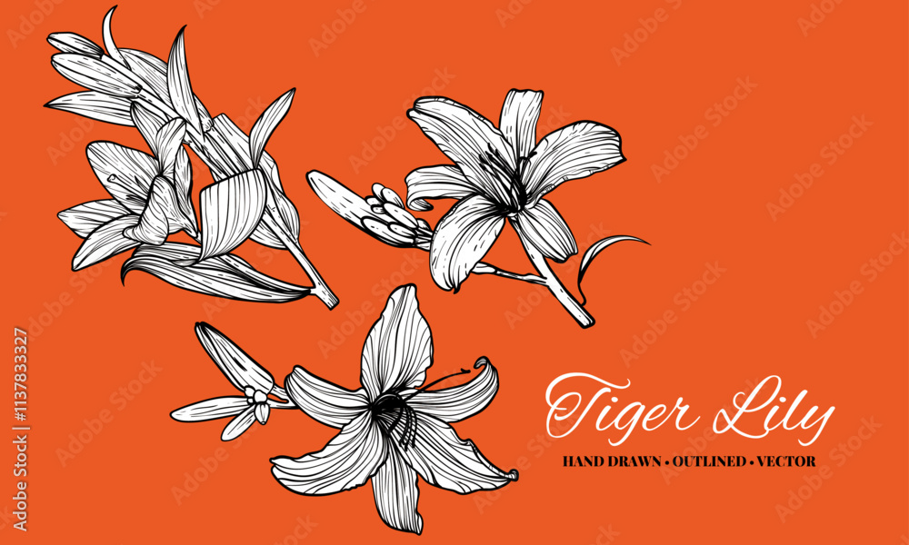 Hand drawn vector outline of tiger lily flowers with petals and leaves ...