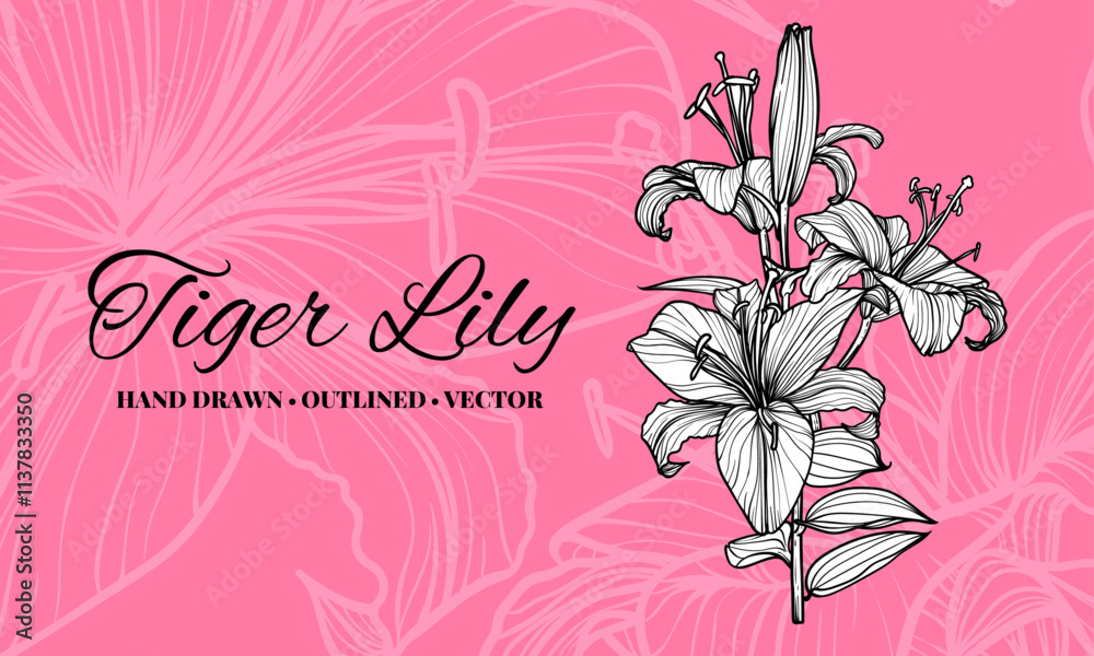 Hand drawn vector outline of tiger lily flowers with petals and leaves ...