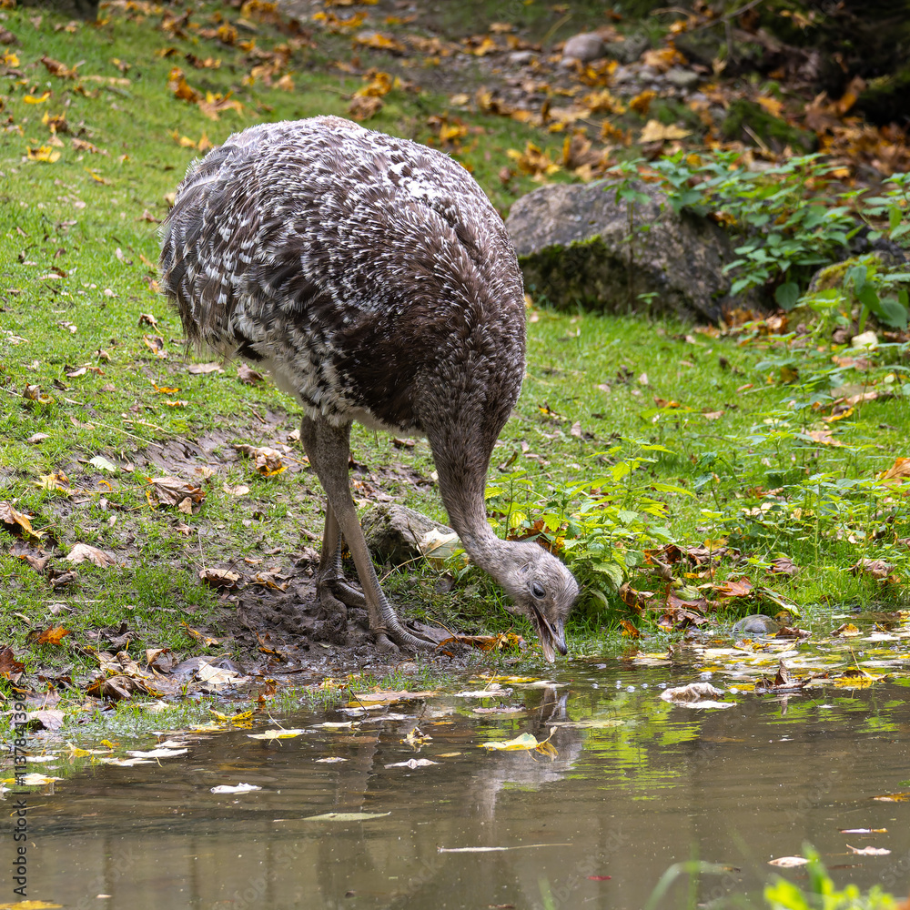 Darwin's rhea, Rhea pennata also known as the lesser rhea. Stock Photo | Adobe Stock