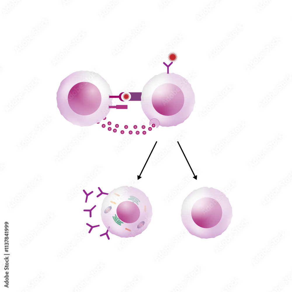 Activation of B-cell leukocytes. B lymphocyte differentiation. Plasma ...