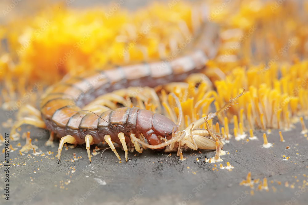 A centipede hunting small insects in between colonies of yellow ...