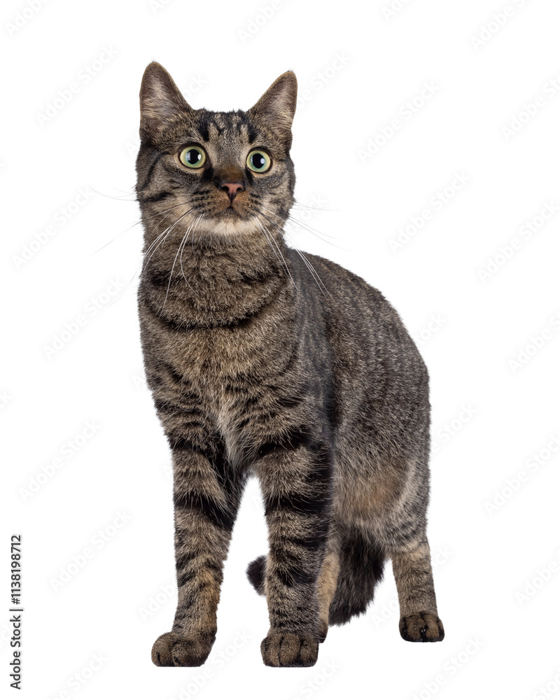 Handsome house cat with tabby pattern, standing facing front. Looking ...