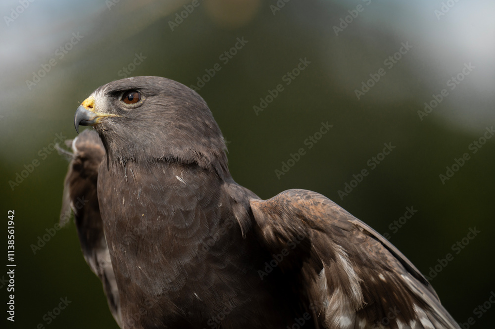 short tailed hawk face and upper body Stock Photo | Adobe Stock