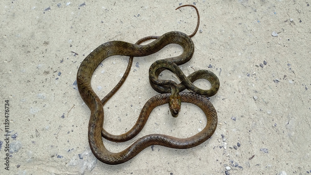 Andaman cat snake full body shot, Boiga andamanensis, Wall, 1909 ...