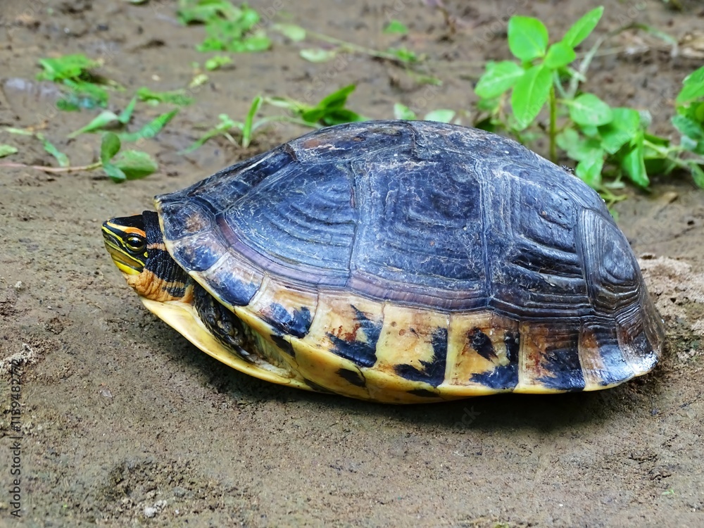 Cuora amboinensis, Malayan box turtle, Assam, India. Found only in ...