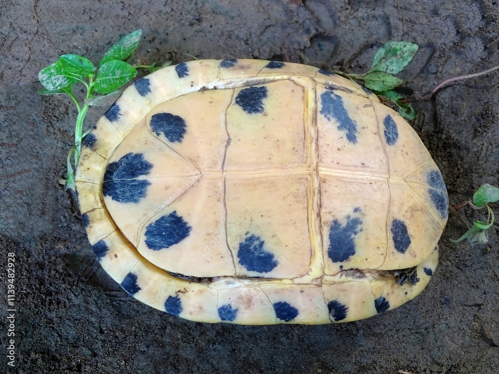 Cuora amboinensis, Malayan box turtle, Assam, India. Plastron. Found ...