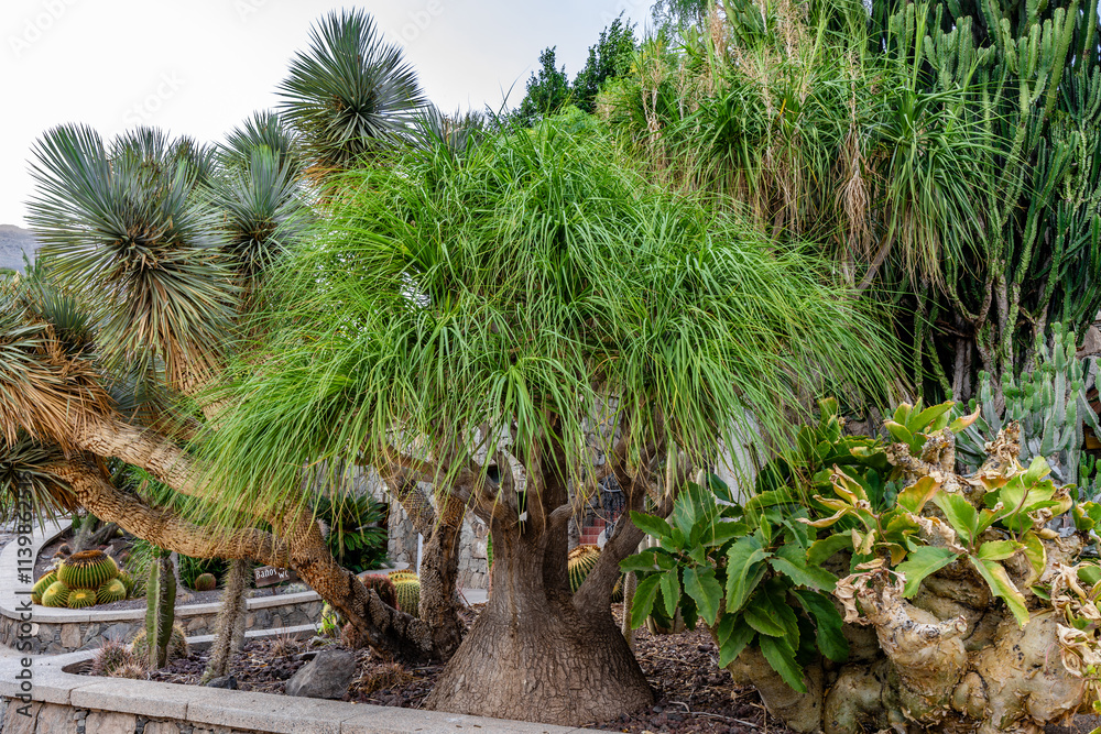 Elephant's Foot - beaucarnea recurvata, ponytail palm: Ornamental ...