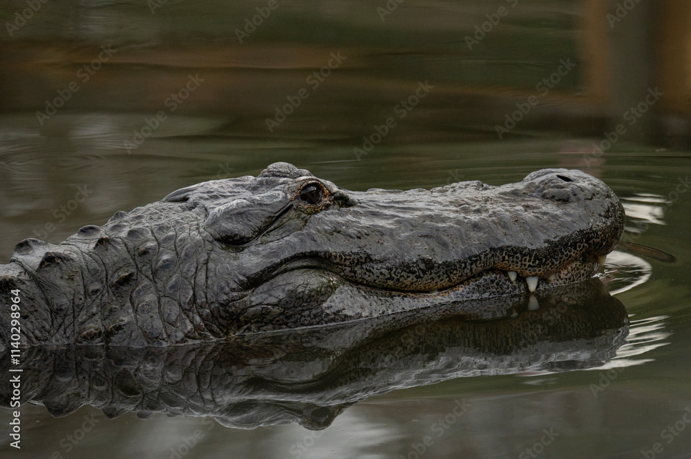 american alligator sitting with its head just above water Stock Photo ...