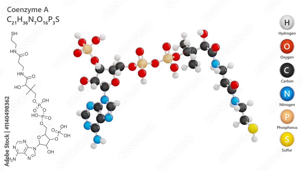 Molecule: Coenzyme A (CoA). Molecular structure. Formula ...