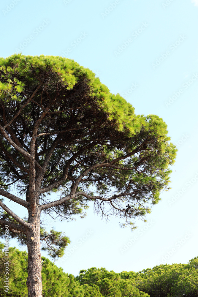 Stone pine trees, botanical name Pinus pinea. Pine tree against blue ...