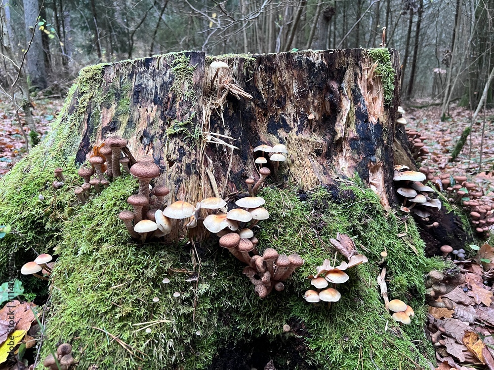 Beautiful forest stump with vegetation and mushrooms. Forest background ...