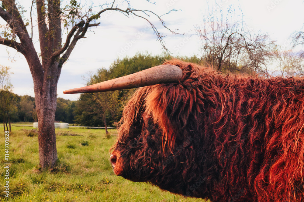 Highland Cow - Schottisches Hochlandrindt - Longhorn - Rind - Cow - Bio ...