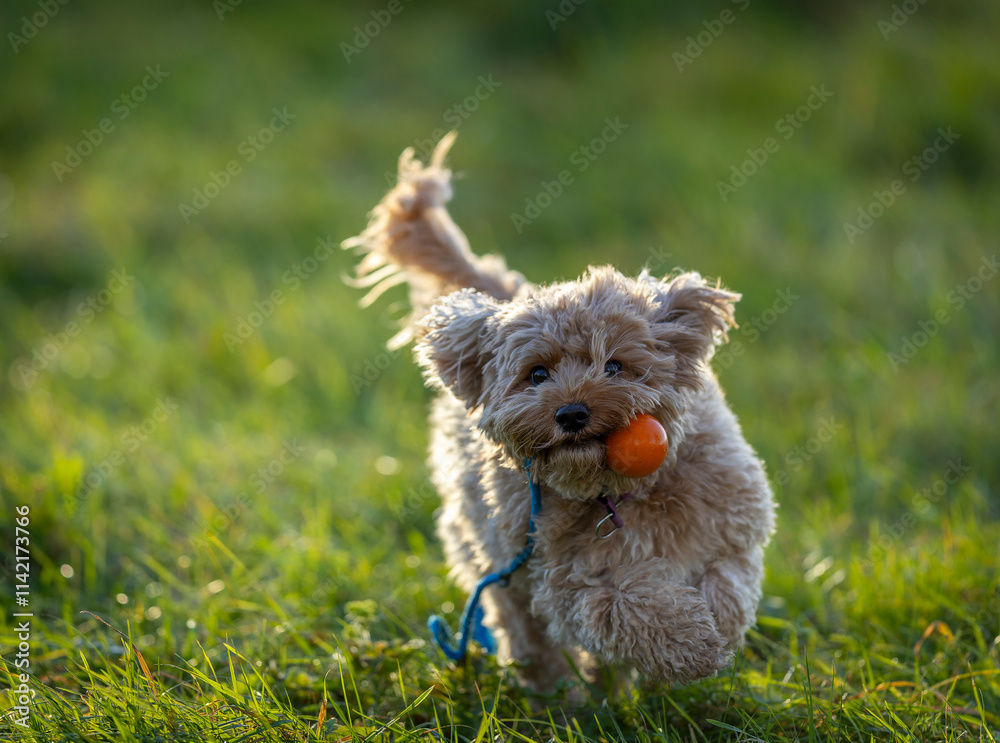 The Cavapoo (American English) or Cavoodle (Australian English) is a ...