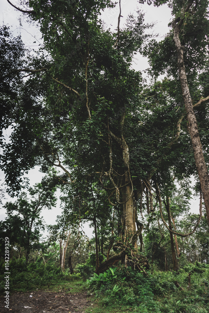 View of forests of Mudumalai National park in Mudumalai, India Stock ...