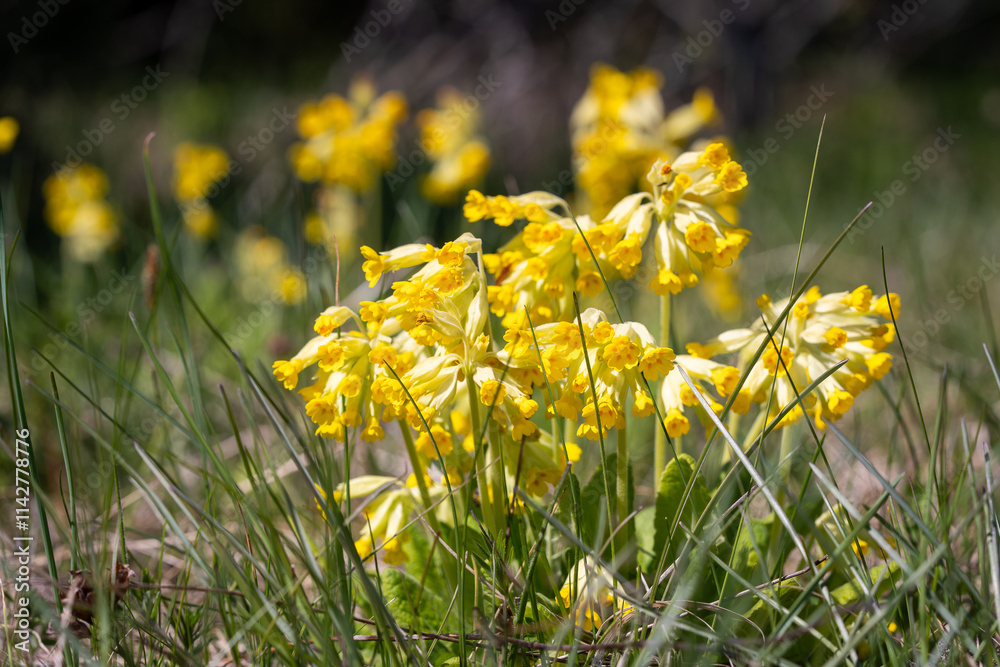 Primula veris, bright yellow, bell-shaped flowers.Simple yet lovely ...