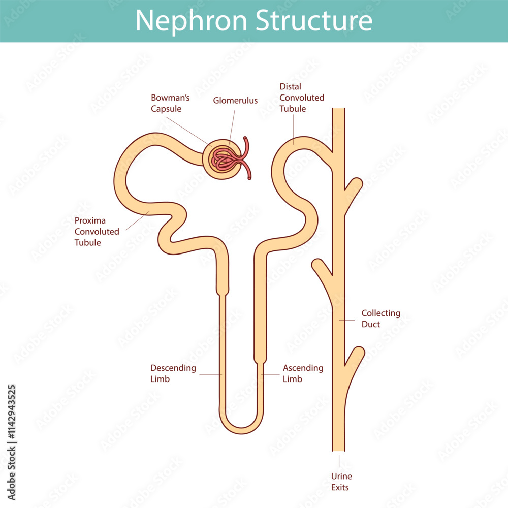 Structure of the nephron of the kidney. Vector medical illustration ...