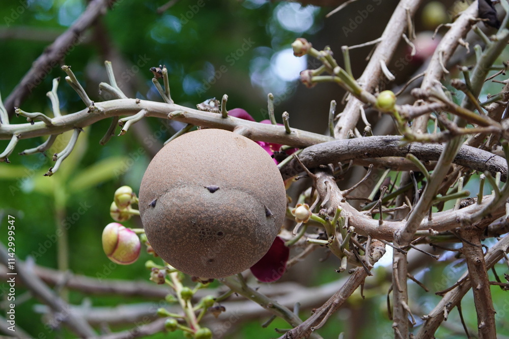 Fruit from the cannonball tree. Couroupita guianensis, known by a ...