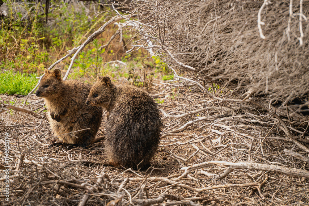 Quoka in Rottnest Island next to Perth Stock Photo | Adobe Stock
