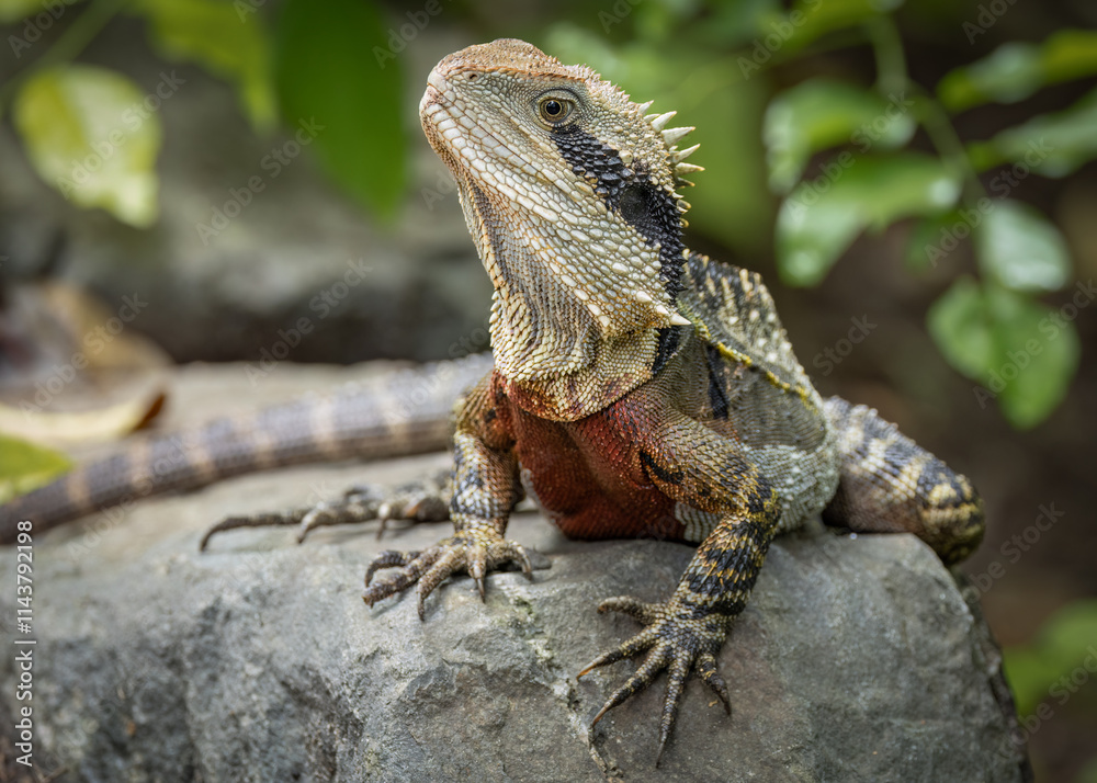 A male Eastern water dragon lizard with red breeding color on its chest ...
